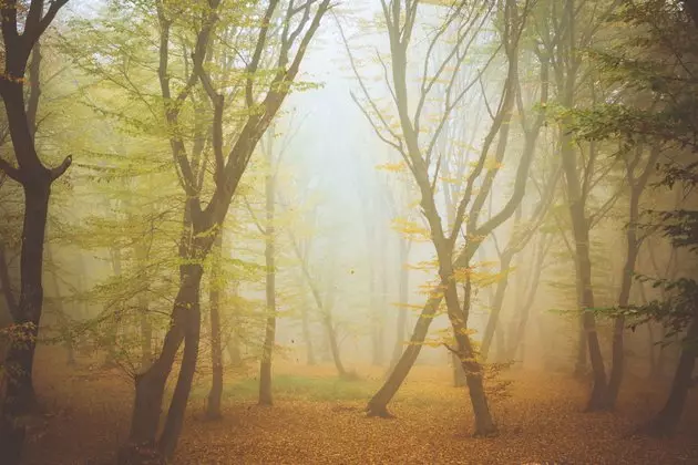 Floresta anômala na Romênia, Vostock Photo.jpg