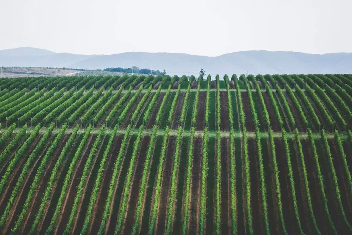 Route sur les routes à vin du Royaume Bosporovsky