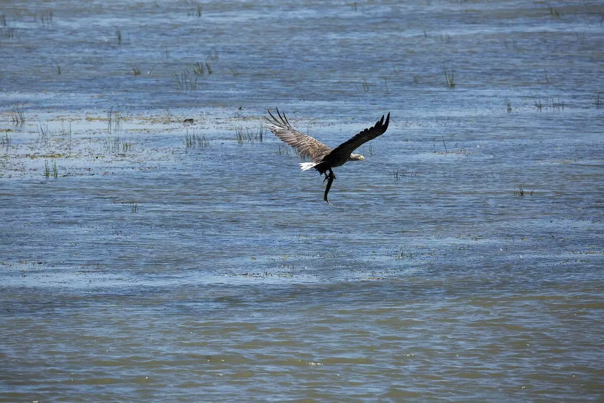 Delta dels rius de sud de Rússia: Reserva Astrakhan