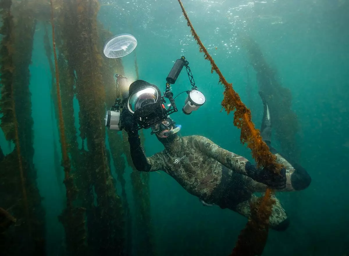 Hidráulica Equorea (Aequorea Victoria) e fotógrafo de mergullo Stepan Reshetnikov. Boluminiscencia en acción - Estas belezas brillan a luz verde-azulada. Foto: Andrei Balta.