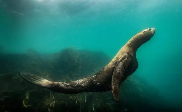 Sea Lion (Sivuch). Det er ingen slike arter mangfold av marine pattedyr hvor som helst i Russland - bare i vannet i Commanderøyene.