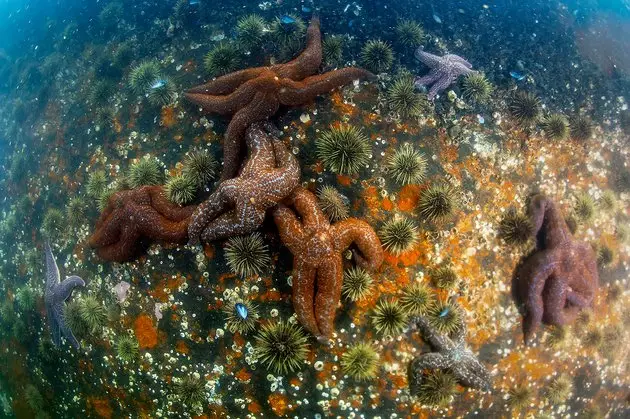 Sea stars. Employees of the Commander Reserve are inventory of local fauna, their lists periodically appear new species. Andrei Balta.