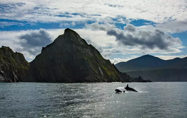 Kosyats no oceano. A reserva do comandante é o único lugar na Rússia, onde anualmente e rodada é observada para cetáceos. Foto: Marina Derilazova.