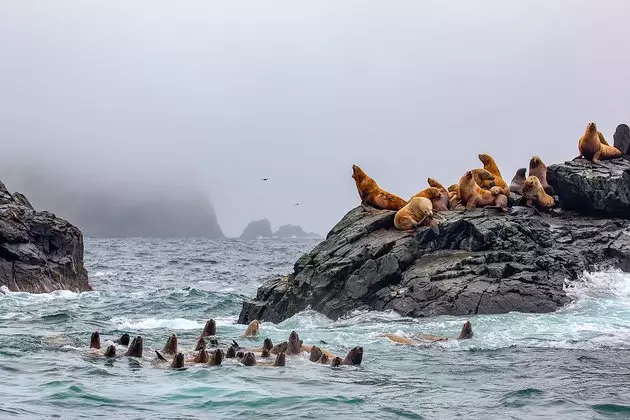 Leões marinhos (Sivuci). 30 anos atrás, mais de dez mil leões náuticos estavam invernando nas ilhas, agora há cerca de quinhentos. Syvuchi são feitos para o livro vermelho da Rússia. Foto: Andrei Sidorov.