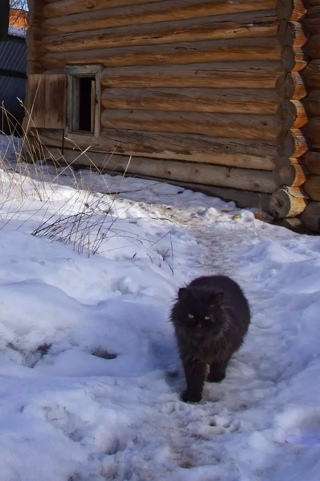 Gato en Home.jpg.