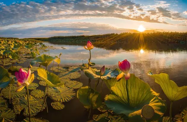 Lotus nan rejyon an Astrakhan. Foto: Fedor Lashkov