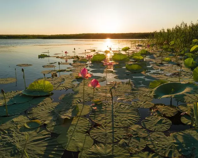 Lotus az Astrakhan régióban. Fotó: Fedor Lashkov