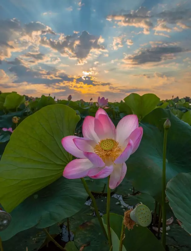 Lotus i Astrakhan-regionen. Foto: Fedor Lashkov