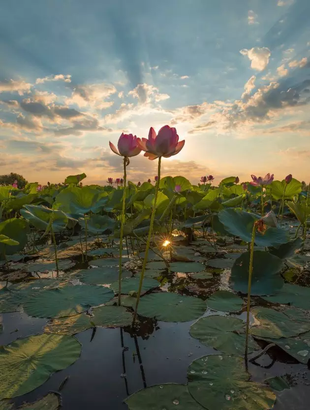 Lotus i Astrakhan-regionen. Foto: Fedor Lashkov