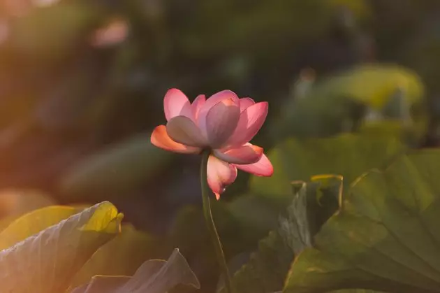 Lotus de la regiono Astrakhan. Foto: Fedor Lashkov