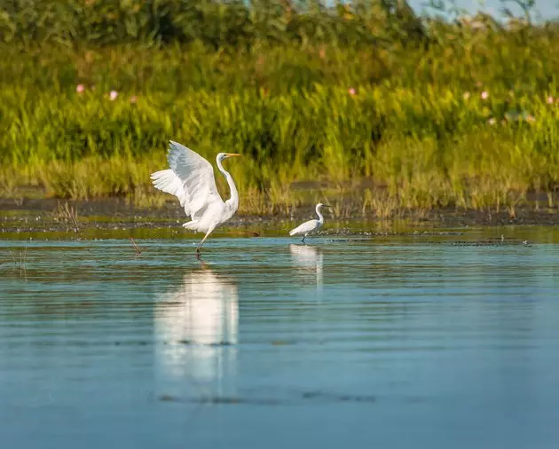Ptáci v deltě Volga. Publikováno uživatelem: Fedor Lashkov