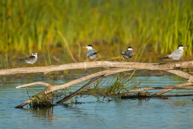Oiseaux dans le delta de Volga. Publié par: Fedor Lashkov