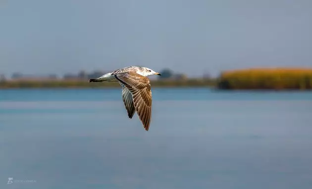 伏尔加三角洲的鸟类。发布者：联邦劳士省联邦