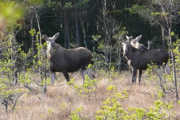 沙丘elk.jpg。