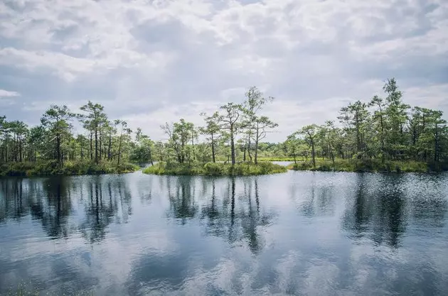 Peat lac Gromovo.jpg.