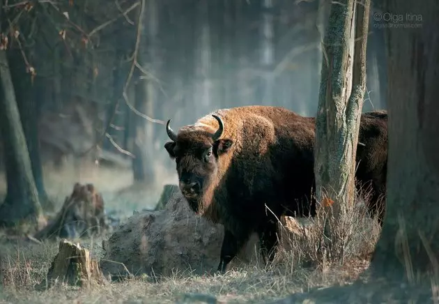 bison.jpg。