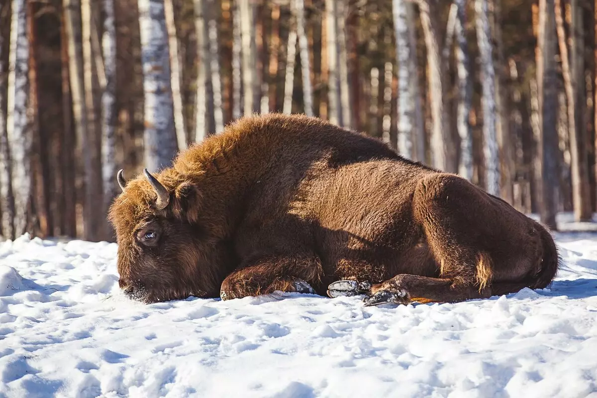 Zubr.Oksky Reserve.jpg.