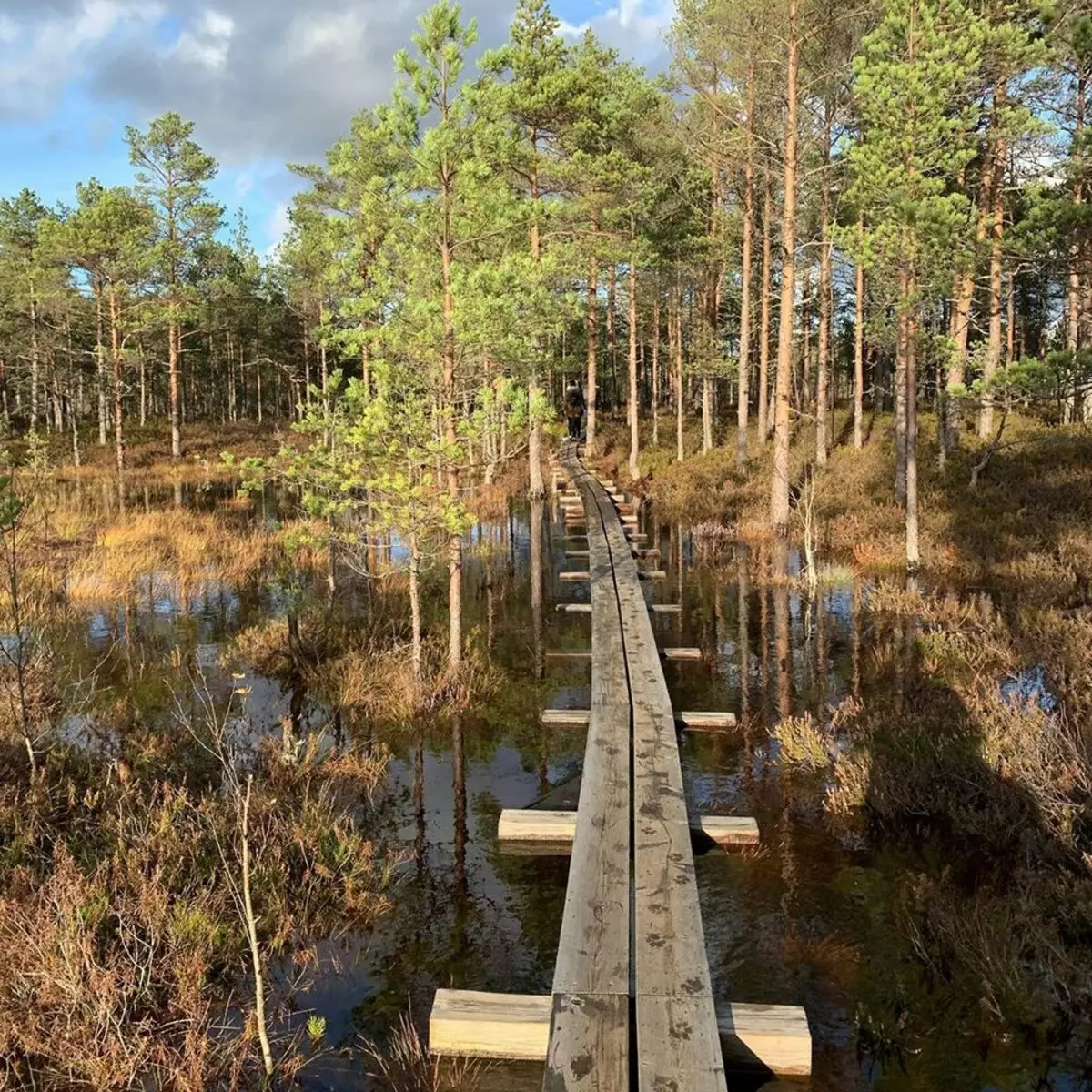 Park Lahemaaa, Peatlands, lemaka, lemaka paty, virtoaly andevo. Sary: Ilya Minsk