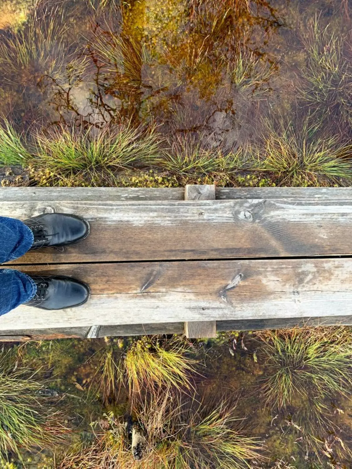 Park Lahemaaa, Peatlands, Swamp, Peat Swamps, Ulipon Virus. Photo: I ilya Minsk