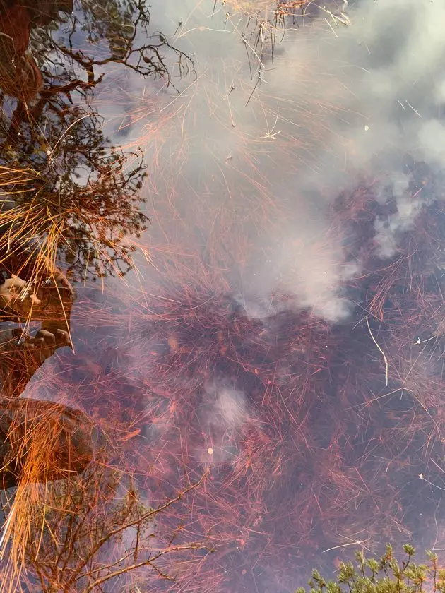 Park Lahemaaa, Peatlands, močvari, močvare za treset, slave virus. Foto: Ilya Minsk