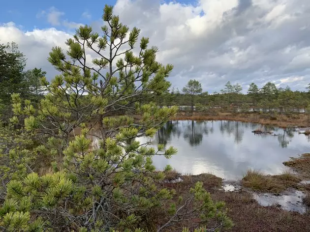 Taman Lahemaaa, peatlands, rawa, ranca lahan gambut, virus budak. Photo: Ilya Minsk