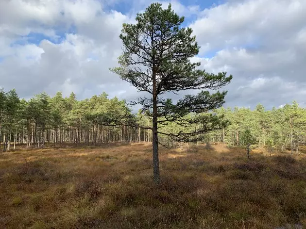 Park Lahemaaa, Peatlands, Swamp, Swamps tal-Pit, Virus Skjavi. Ritratt: Ilya Minsk