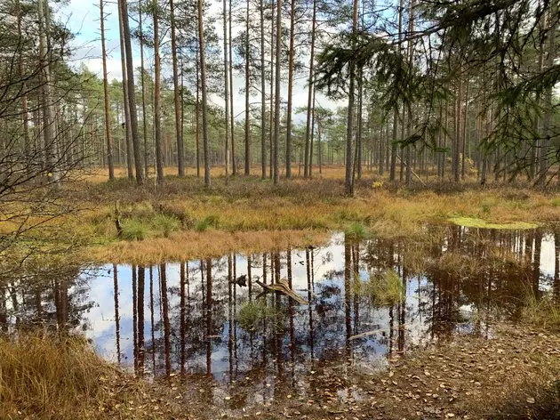 Park LAHEMAAAA, rašeliny, bažina, rašelinové bažiny, otrokový virus. Foto: Ilya Minsk