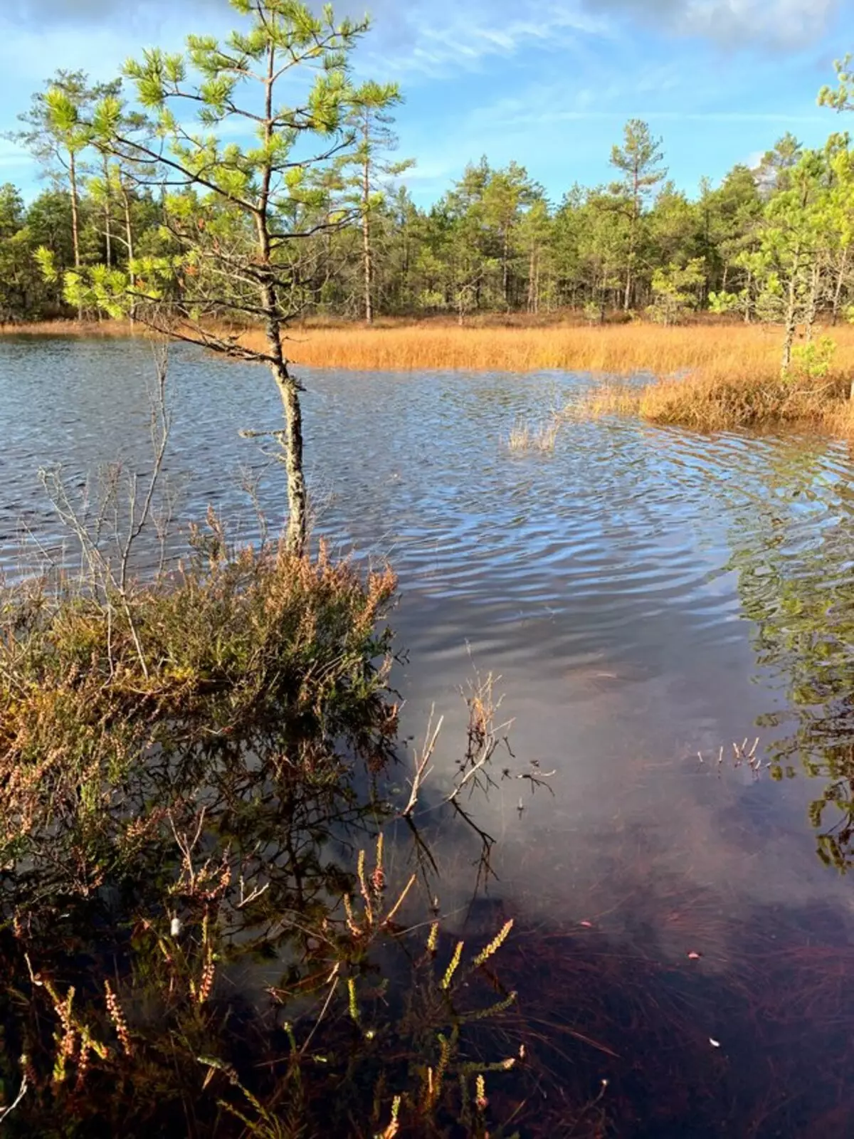 Park Lahemaaa, Peatlands, Swamp, Swamps tal-Pit, Virus Skjavi. Ritratt: Ilya Minsk