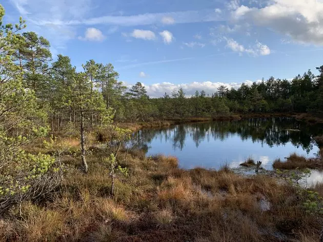 Park Lahemaaa, Peatlands, Swamp, Swamps tal-Pit, Virus Skjavi. Ritratt: Ilya Minsk