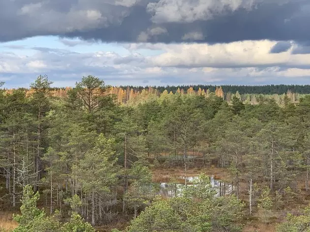 Park LAHEMAAAA, rašeliny, bažina, rašelinové bažiny, otrokový virus. Foto: Ilya Minsk