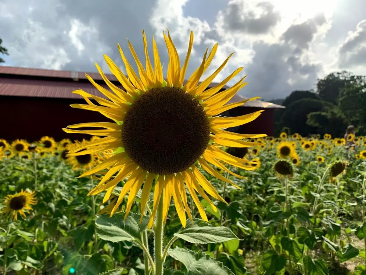 Thailand, sunflower. Photo: I ilya Minsk