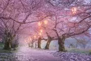 Sakura，Daniel Korzhonov.jpg