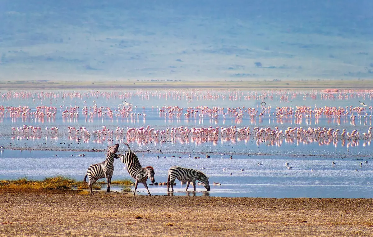 Zvishamiso zveAfrica: Vhura nzvimbo dzakanyanya exota, Tanzania neSouth Africa