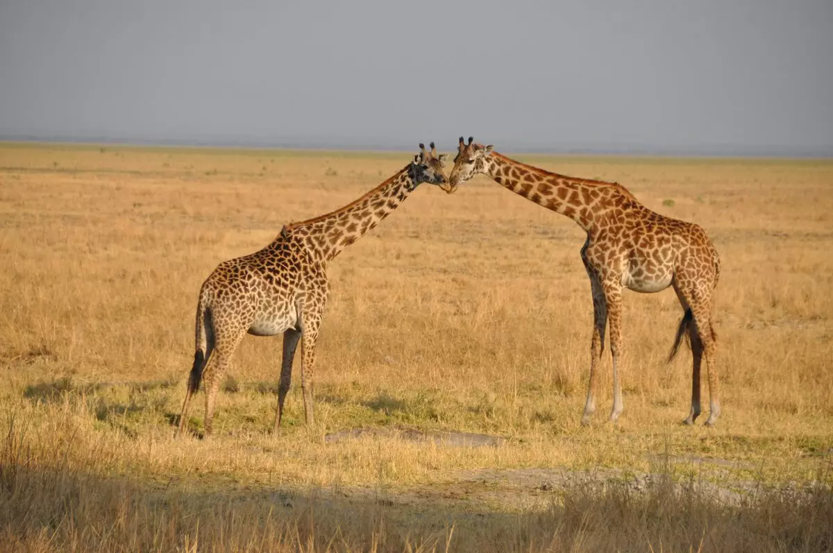 Tanzania muFarme: Kutsvoda Giraffes, zvikara, dzinotsika uye mapfupa