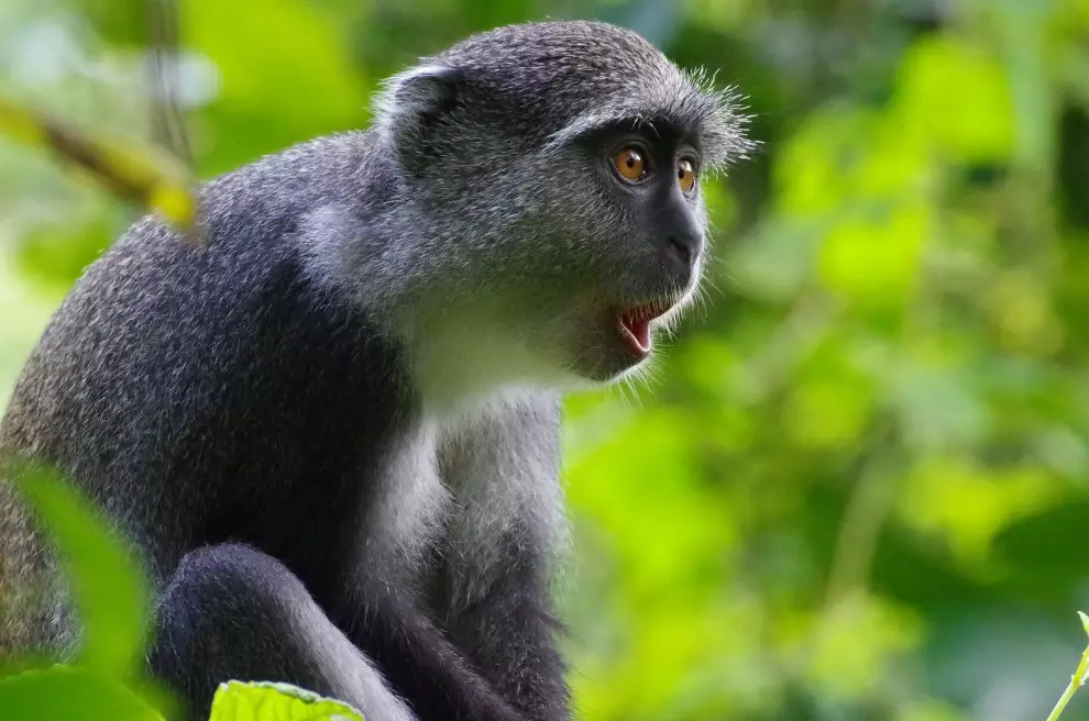 Kurira kuZanzibar kunakidzwa nekudiwa kukuru kubva kuRussia. Tour Listorator ichawedzera zvirongwa zvechato