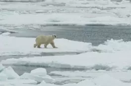 Ekspedisyon ngadto sa Yuta Franz Jose: Sa Focus - National Park "Russian nga Arctic"