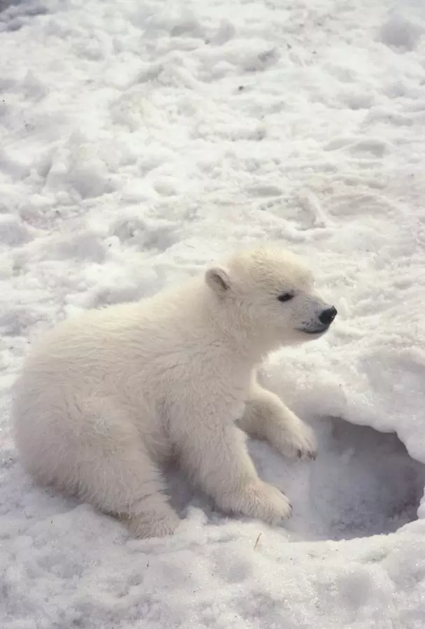 Oso nga gilunsad sa Chukotka