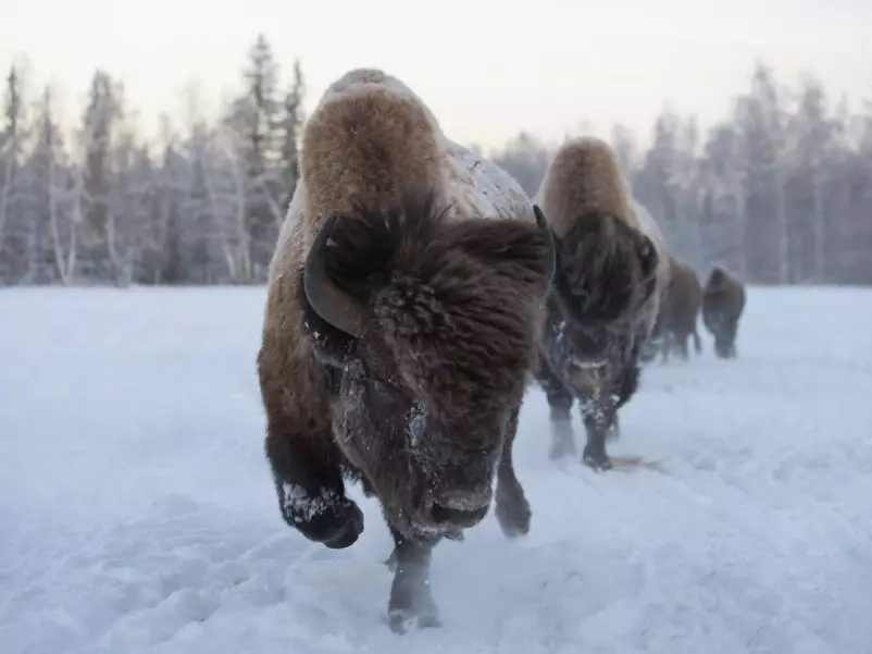 Bison ayaa soo noqday. Waxaan sugeynaa Mammoth?