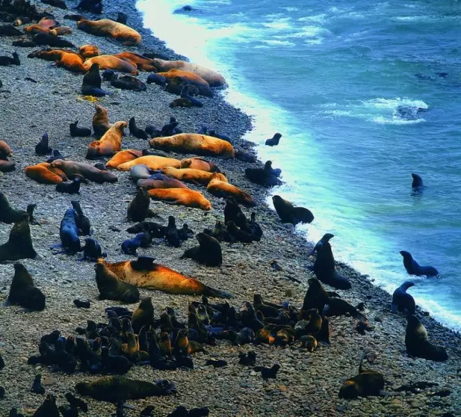 Мачке које воле воду