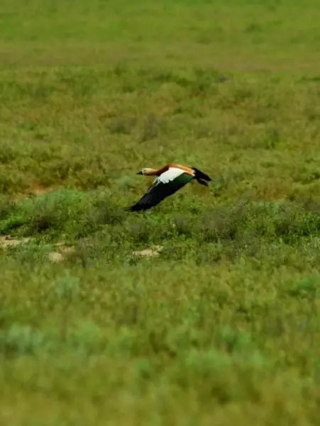 Ornithology stólar