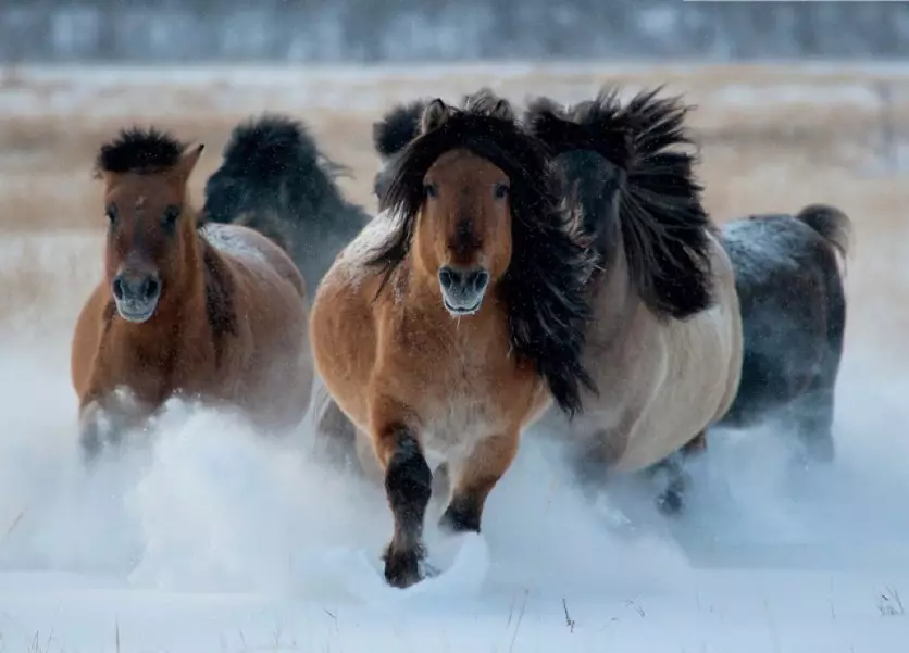 Pole Horses