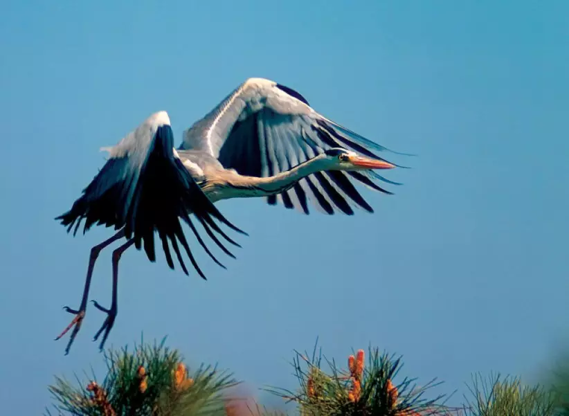 Grey Herons of Kinburn Spit