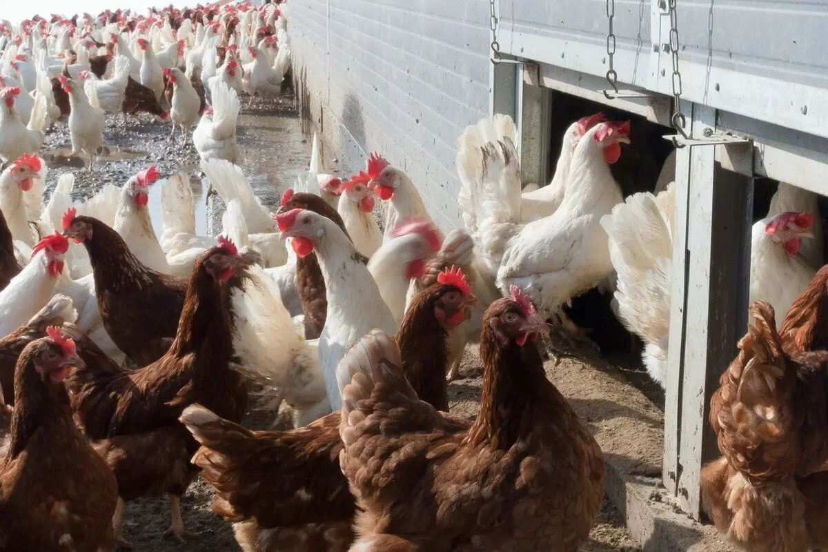 Le flash de la grippe aviaire hautement pathogène est déjà enregistré dans 46 pays
