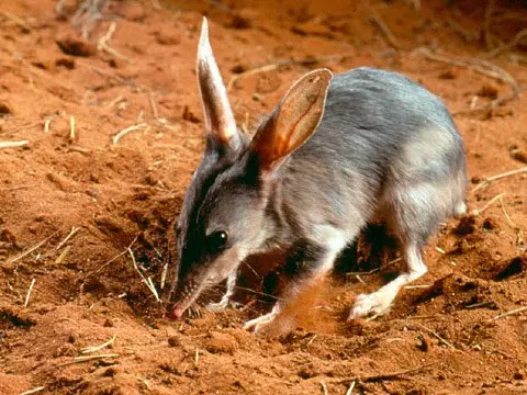 The Rabbit Gangster boleh menjadi maskot Sukan Komanwel