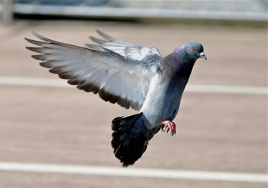 Sa Moscow, naghimo usa ka tambal alang sa mga pigeon