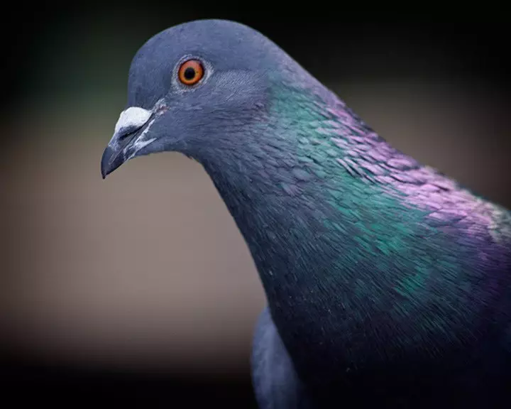 Pigeons in Brussels will sleep