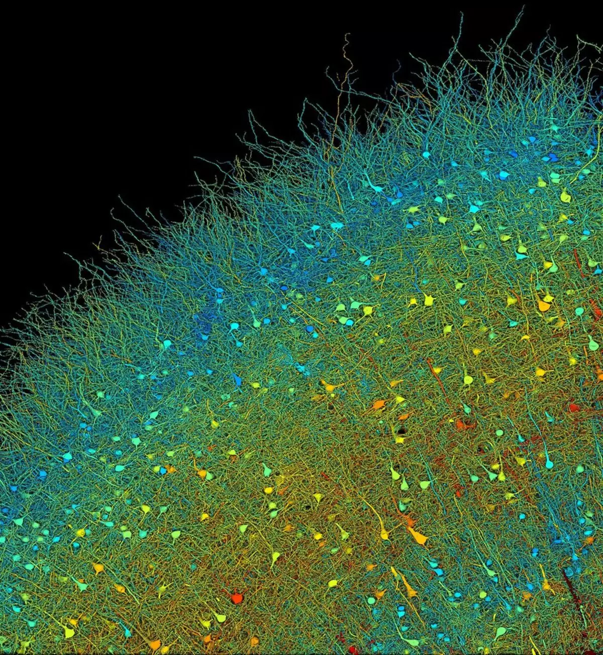 შეიქმნა ყველაზე ზუსტი 3D რუკა ადამიანის ტვინის