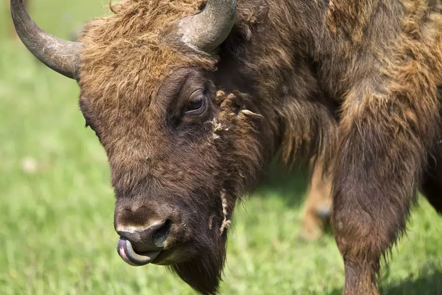 Russia ug Belarus magaluwas bison joint mga paningkamot