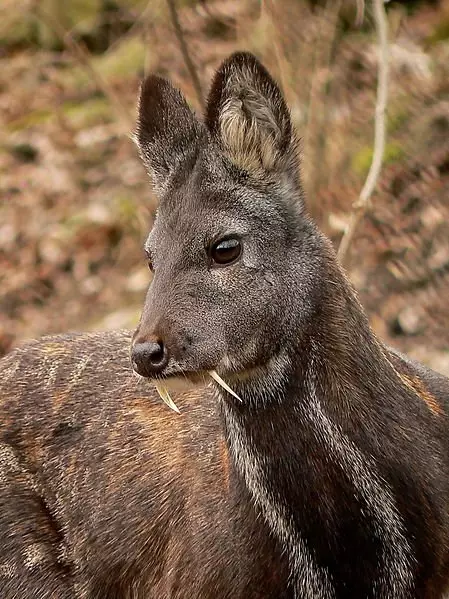 Rusa Miniatur disimpan di Nursery Altai