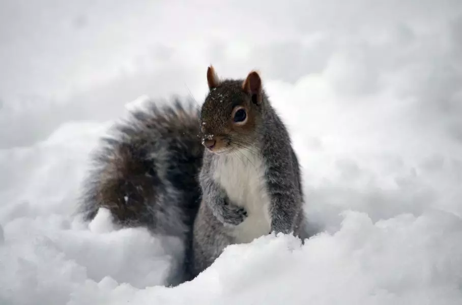 Poachers Novosibirsk squirrels öldürmək